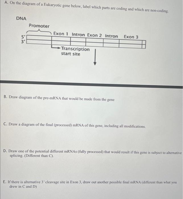 Solved Label which parts are coding and noncoding and answer | Chegg.com