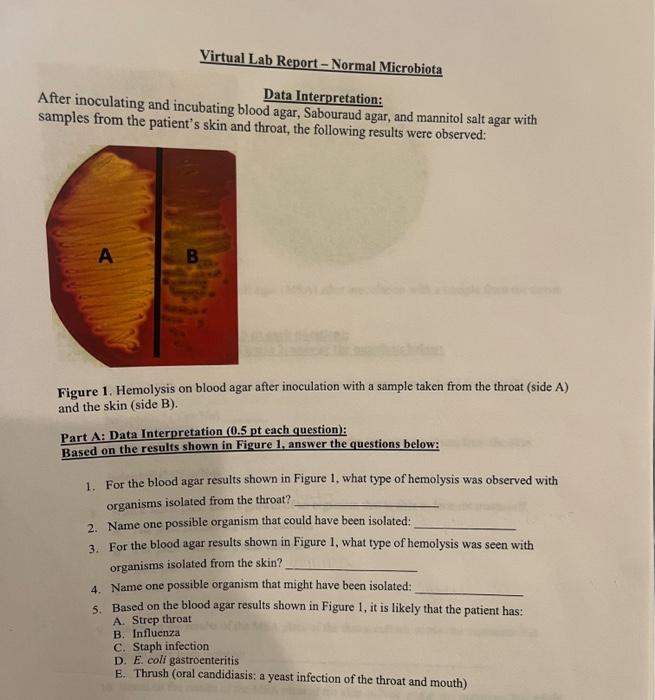 Solved Data Interpretation: After inoculating and incubating | Chegg.com