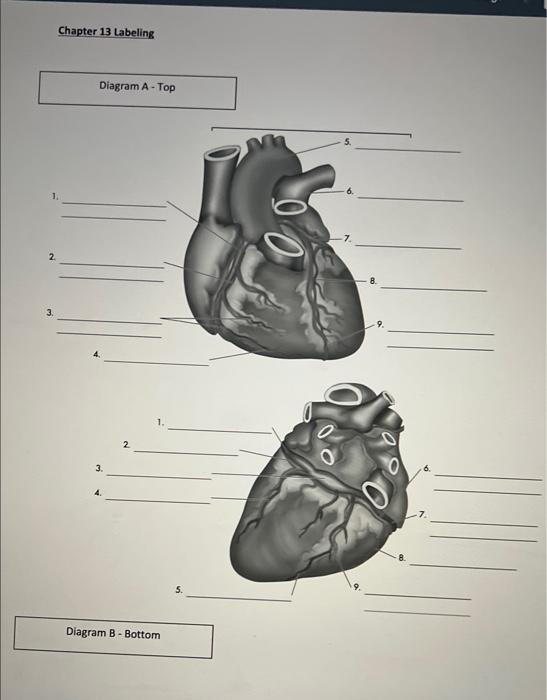 Solved Chapter 13 Labeling Diagram A - Top Chantar 14 | Chegg.com