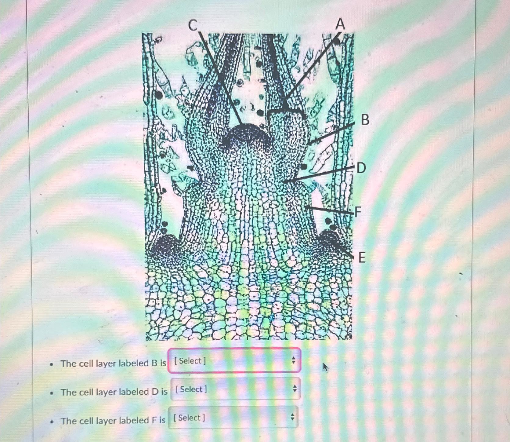 Solved The cell layer labeled B is (procambium, ﻿protoderm, | Chegg.com