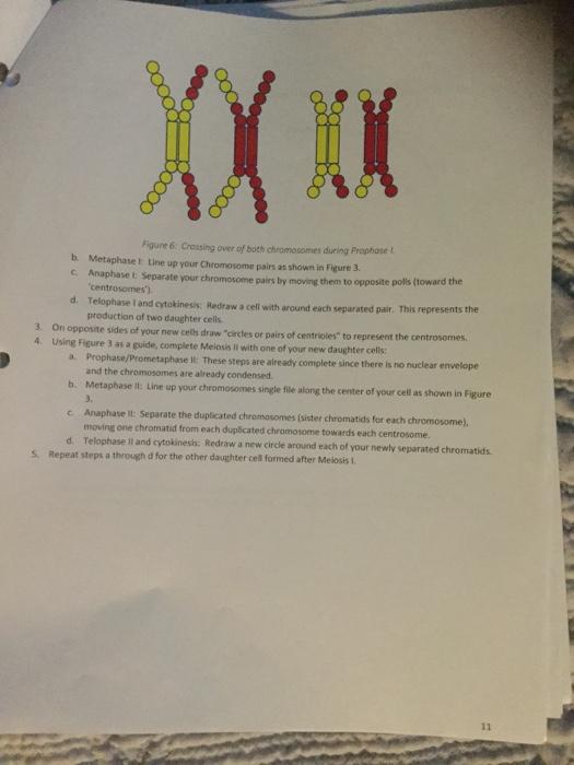 Solved chromosomes on a piece of paper. Please just make | Chegg.com