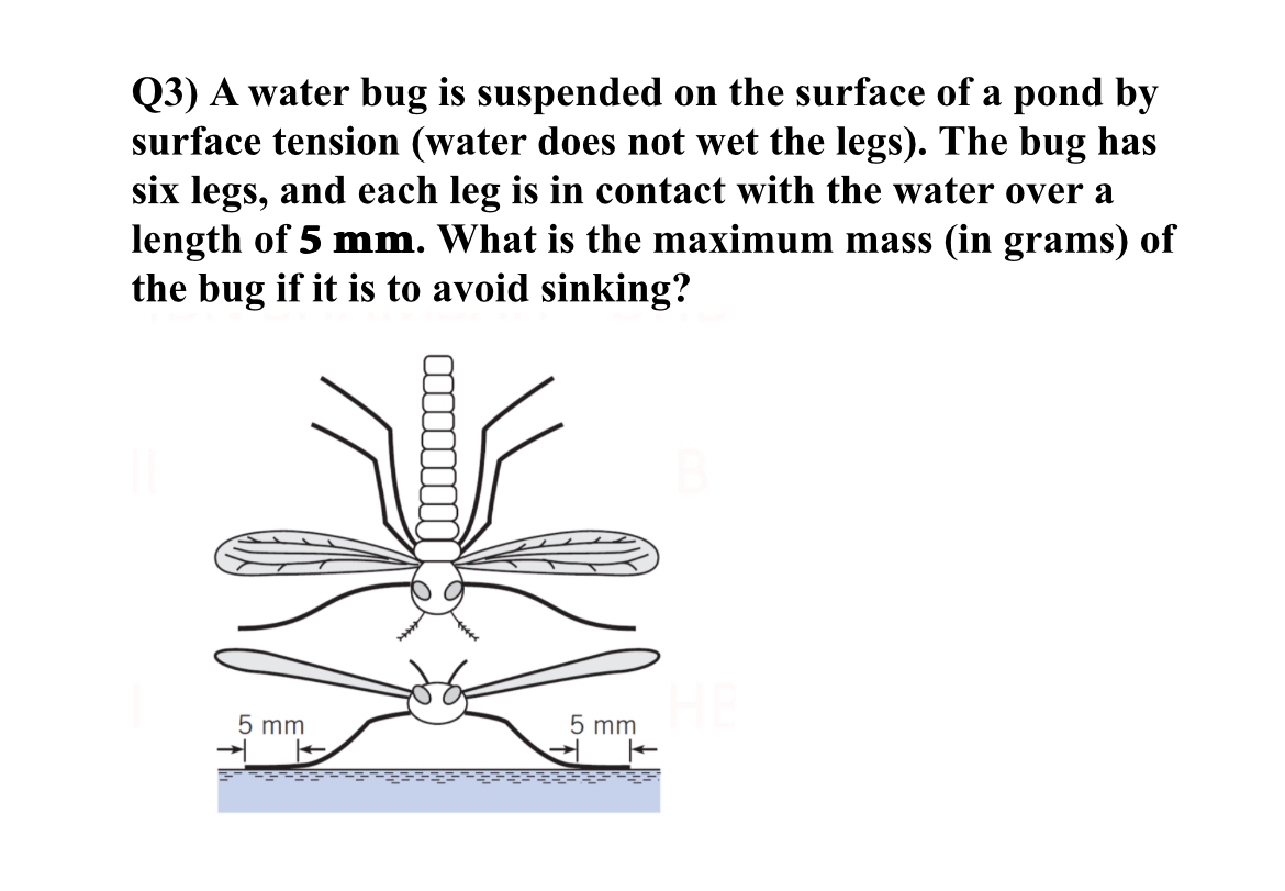 Solved Q3) ﻿A water bug is suspended on the surface of a | Chegg.com