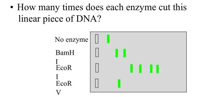 How many times does each enzyme cut this linear piece | Chegg.com