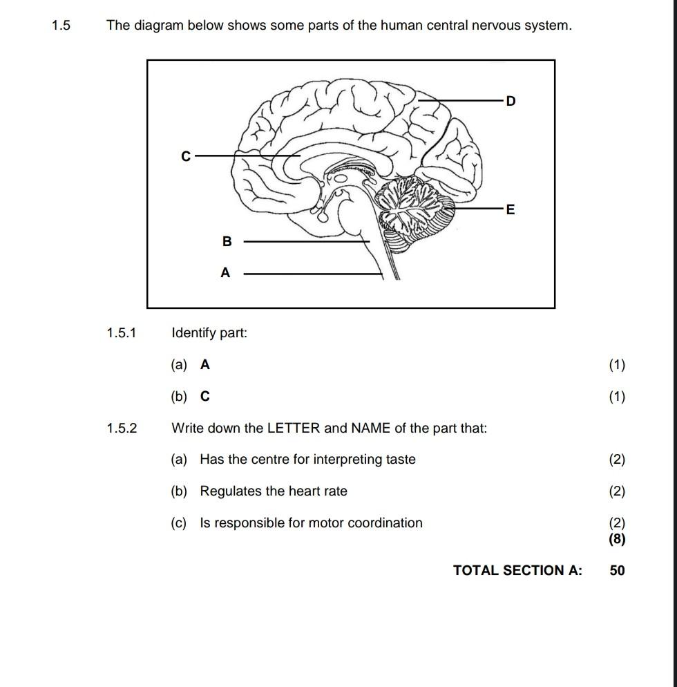 Solved 1.5 The diagram below shows some parts of the human | Chegg.com