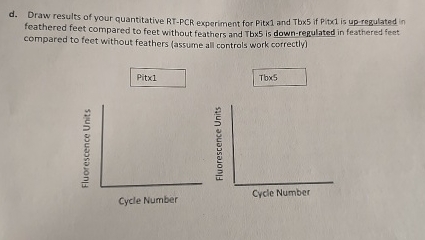 d. ﻿Draw results of your quantitative RT-PCR | Chegg.com