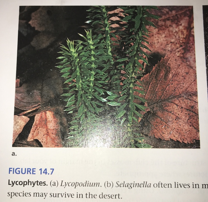 Solved 2. Examine preserved strobili of Selaginella. Observe | Chegg.com