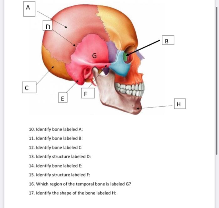Solved A D B B G с LL E I 10. Identify bone labeled A: 11. | Chegg.com