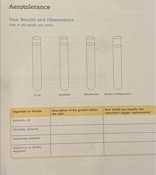 Solved Aerotolerance Your Results and Observations Draw or | Chegg.com