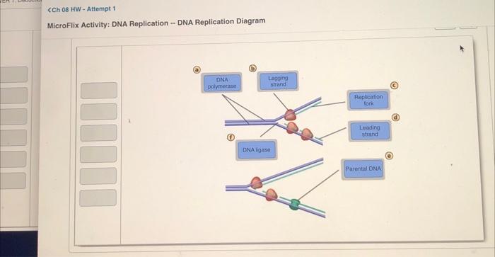 Solved MicroFlix Activity: DNA Replication - DNA Replication | Chegg.com