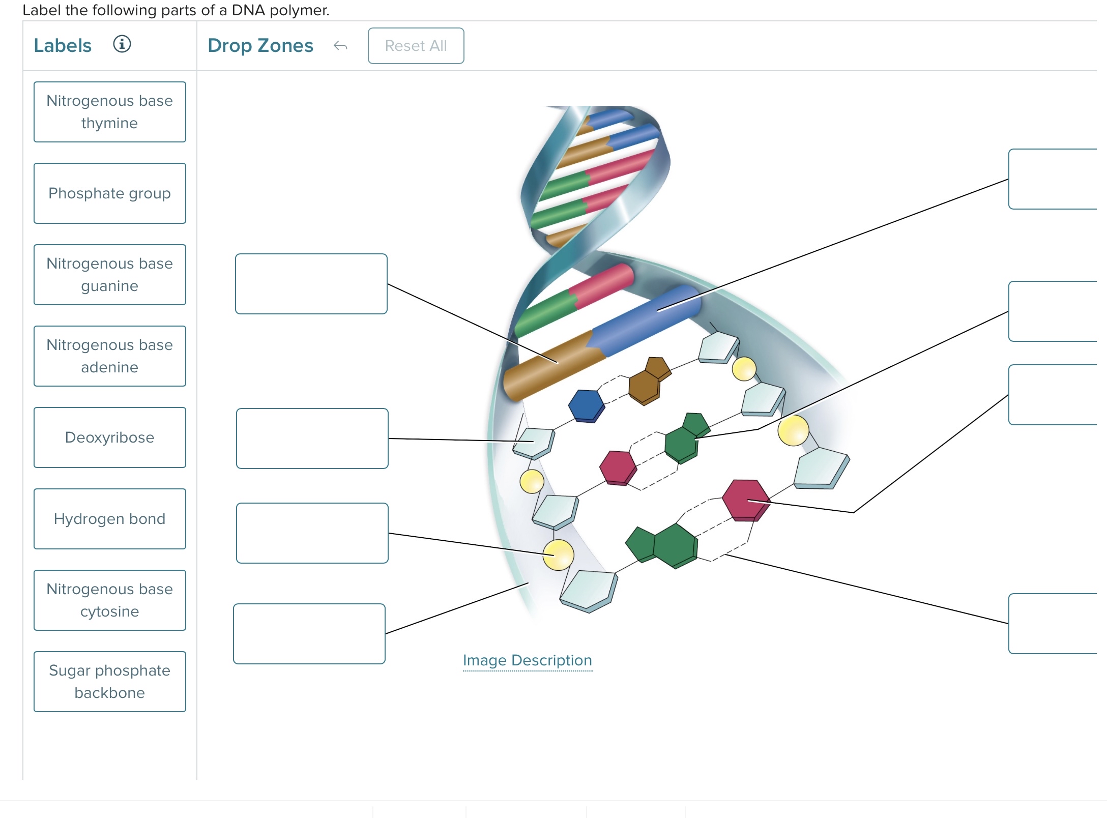 Solved Label the following parts of a DNA polymer. | Chegg.com