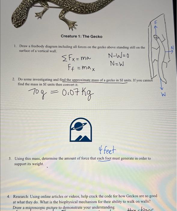 Solved Creature 1: The Gecko 1. Draw a freebody diagram | Chegg.com
