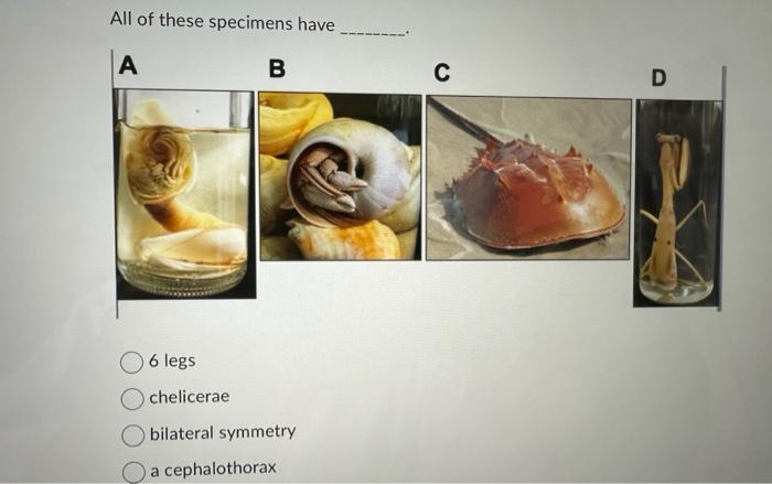 Solved All of these specimens have 6 legs chelicerae | Chegg.com