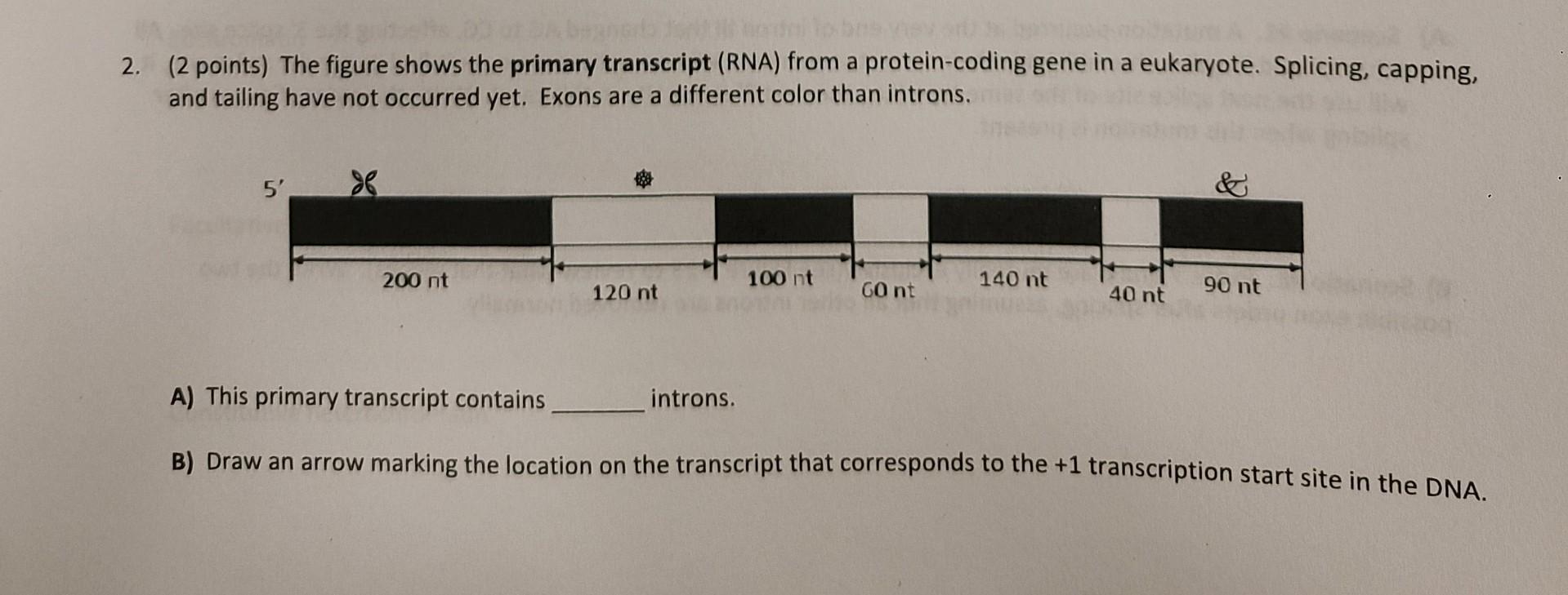 Solved 2. (2 points) The figure shows the primary transcript | Chegg.com