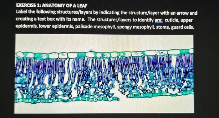Solved EXERCISE 1. ANATOMN OF A LEAF Label the following | Chegg.com