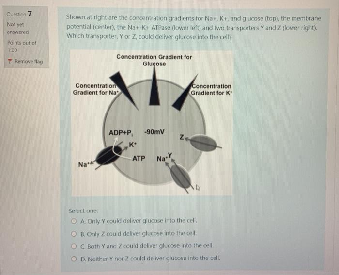 Solved Question 7 Not yet Shown at right are the | Chegg.com