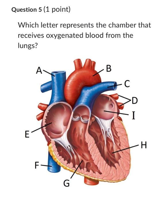 Solved Which letter represents the chamber that pumps | Chegg.com