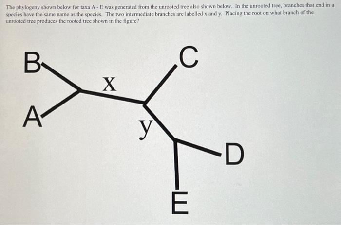 The phylogeny shown below for taxa A - E was | Chegg.com