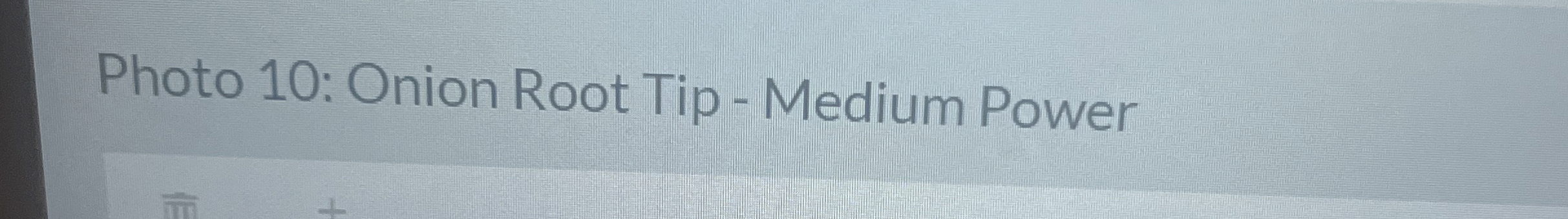 Solved Photo 10: Onion Root Tip - ﻿Medium Power | Chegg.com