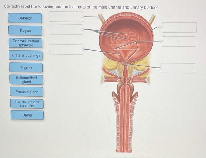 Solved Correctly label the following anatomical parts of the | Chegg.com