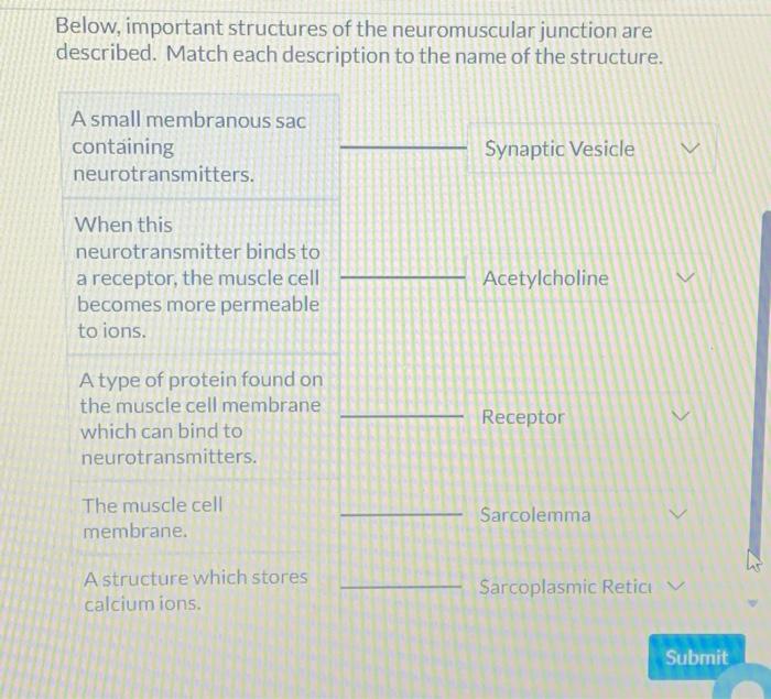 Solved Below, important structures of the neuromuscular | Chegg.com