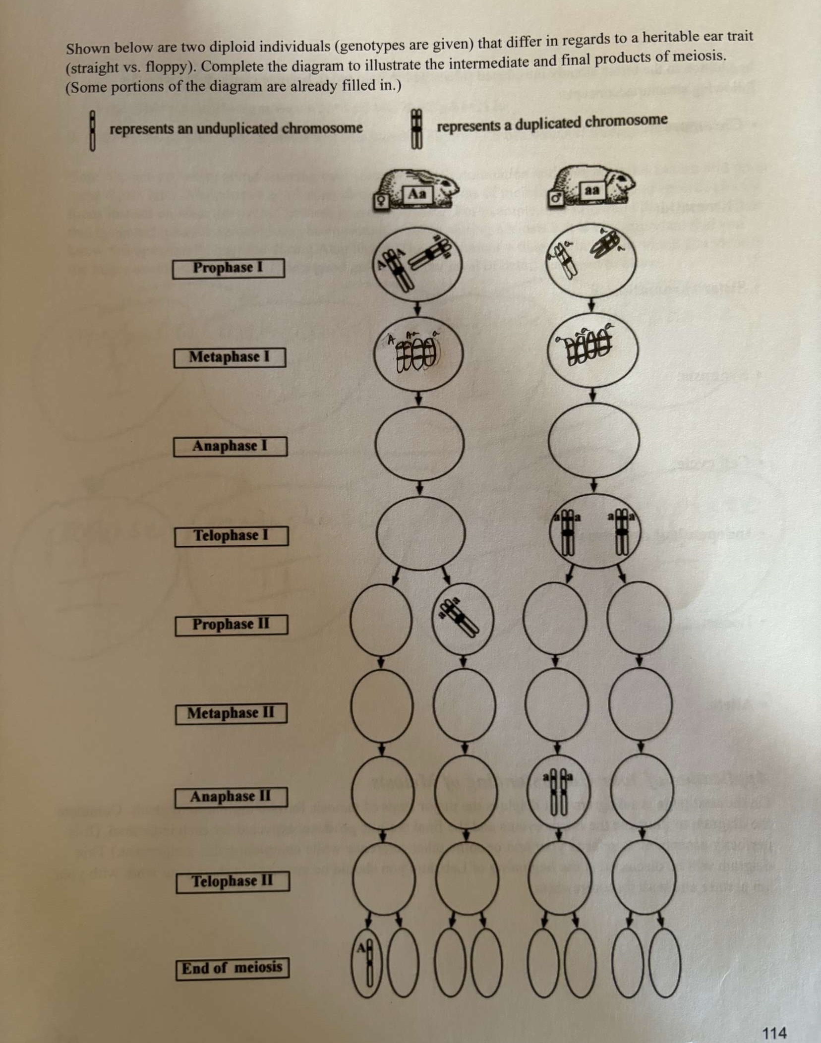 Solved Shown below are two diploid individuals (genotypes | Chegg.com