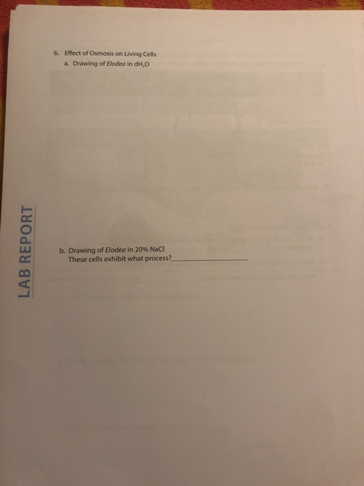 Solved EXERCISE 8 LAB REPORT Diffusion And Osmosis Name Chegg solved-exercise-8-lab-report-diffusion-and-osmosis-name-chegg