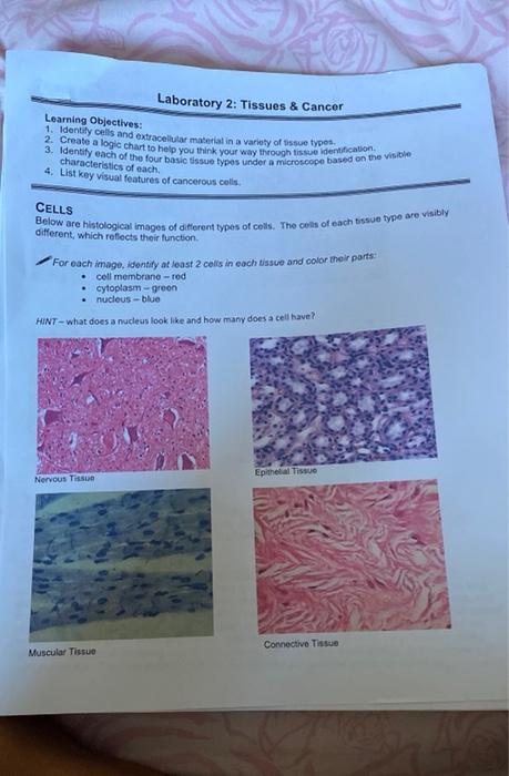 Solved Laboratory 2: Tissues & Cancer Learning Objectives: | Chegg.com