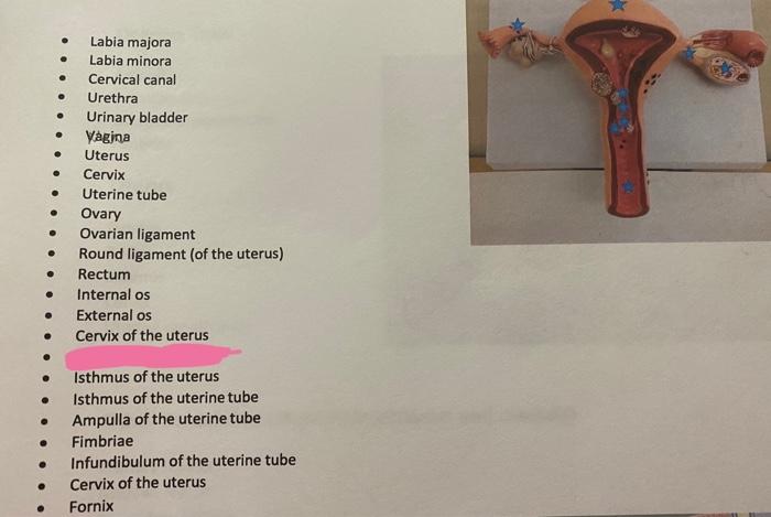 Solved . . . . . Labia majora Labia minora Cervical canal | Chegg.com