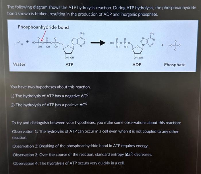 Solved The following diagram shows the ATP hydrolysis | Chegg.com
