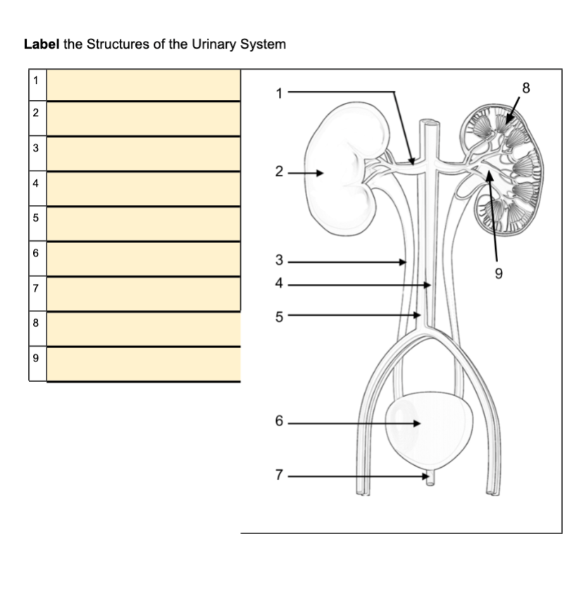 Solved Label the Structures of the Urinary Structure | Chegg.com