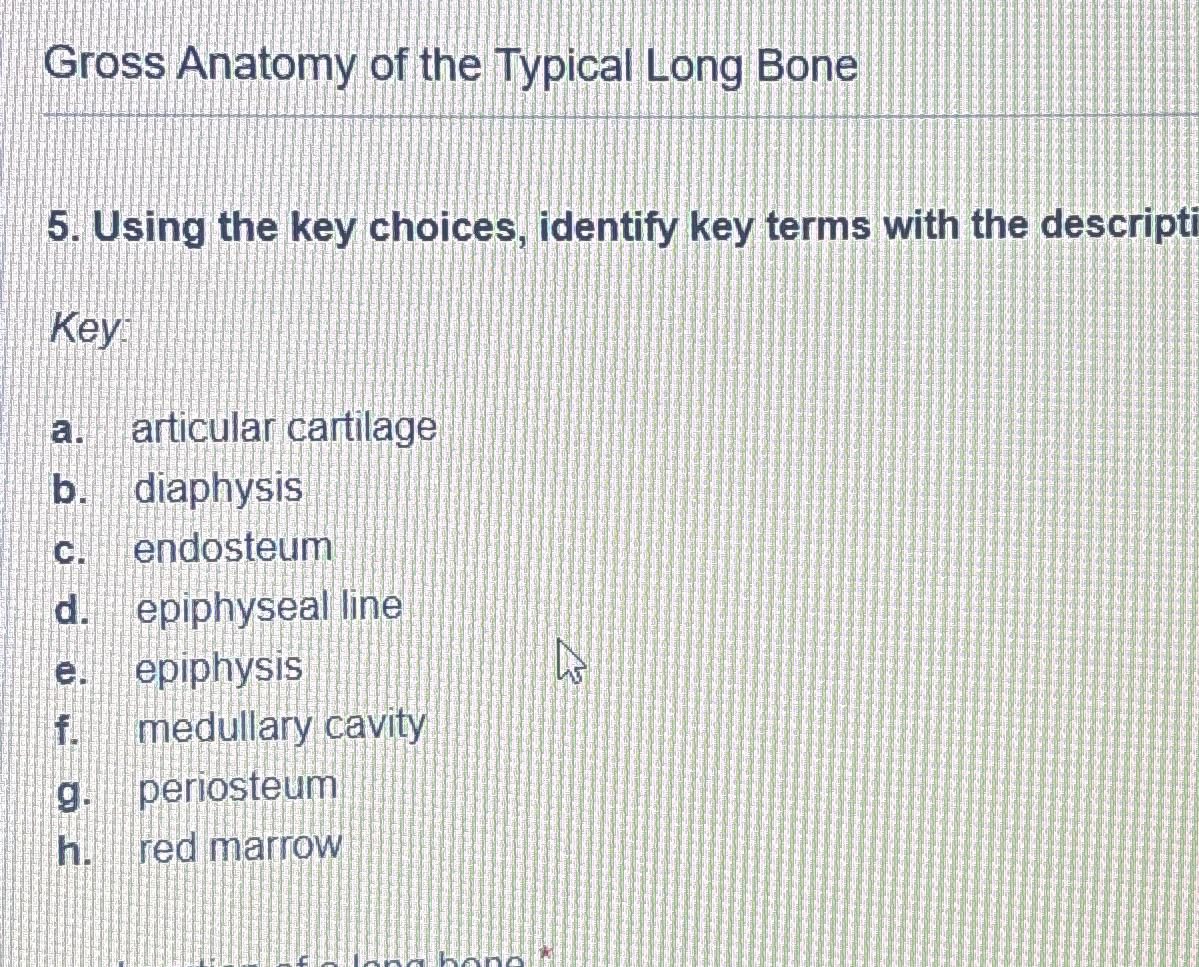 Solved Gross Anatomy of the Typical Long Bone5. ﻿Using the | Chegg.com