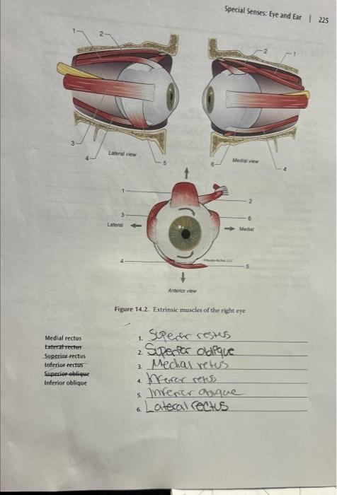 Solved Special Senses: Eye and Ear 225 Figure 14.2. | Chegg.com
