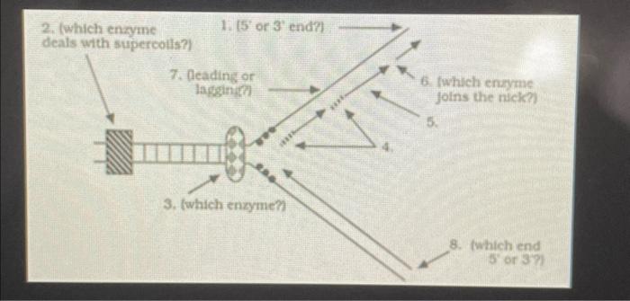 Solved The 5' terminus of the templated molecule is labeled | Chegg.com