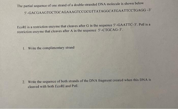 Solved The partial sequence of one strand of a | Chegg.com