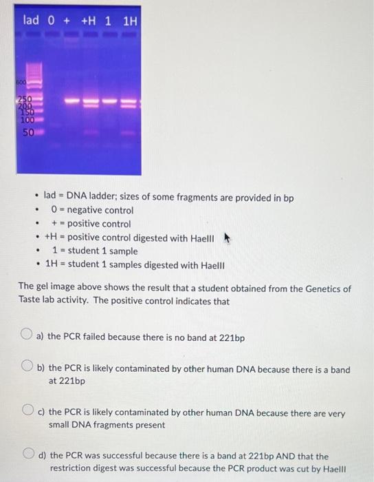 Solved - lad = DNA ladder; sizes of some fragments are | Chegg.com