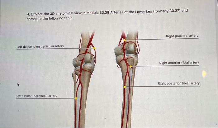 Solved Artery Originates from: Femoral artery 1 Supplies | Chegg.com