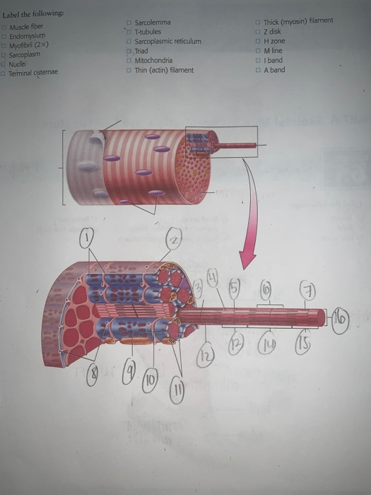 Solved Label the following: Muscle fiber Endomysium | Chegg.com
