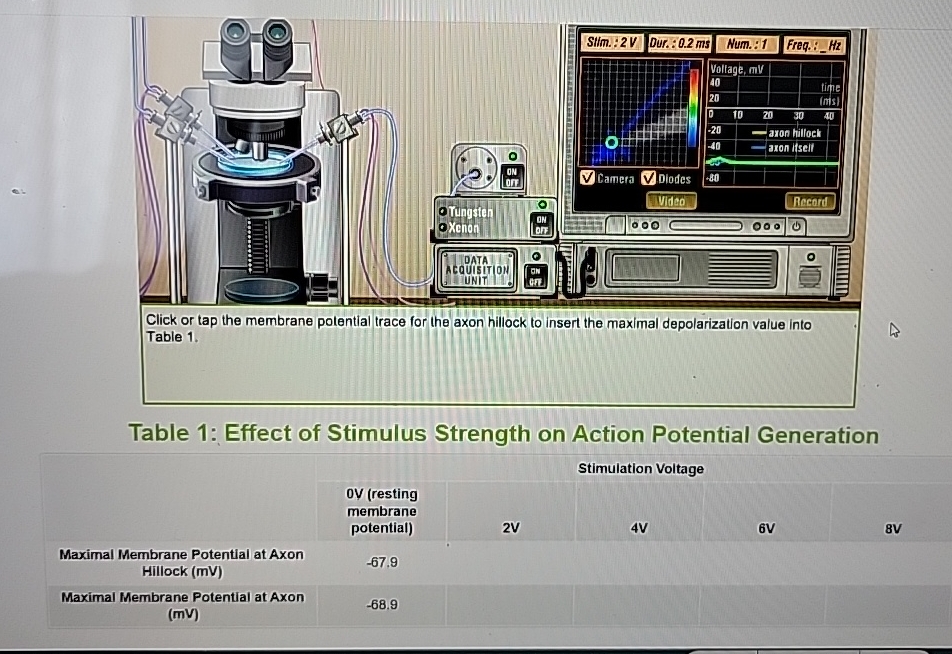 Solved Table 1: Effect of Stimulus Strength on Action | Chegg.com