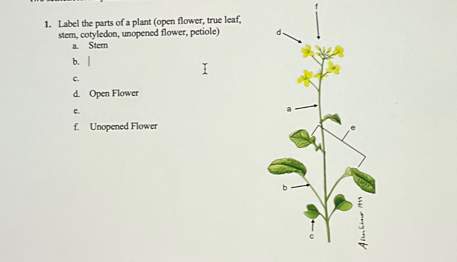Solved Label the parts of a plant (open flower, true leaf, | Chegg.com