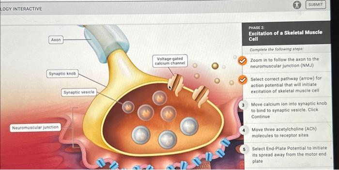 PHASE 2: Excitation of a Skeletal Muscle Cell | Chegg.com