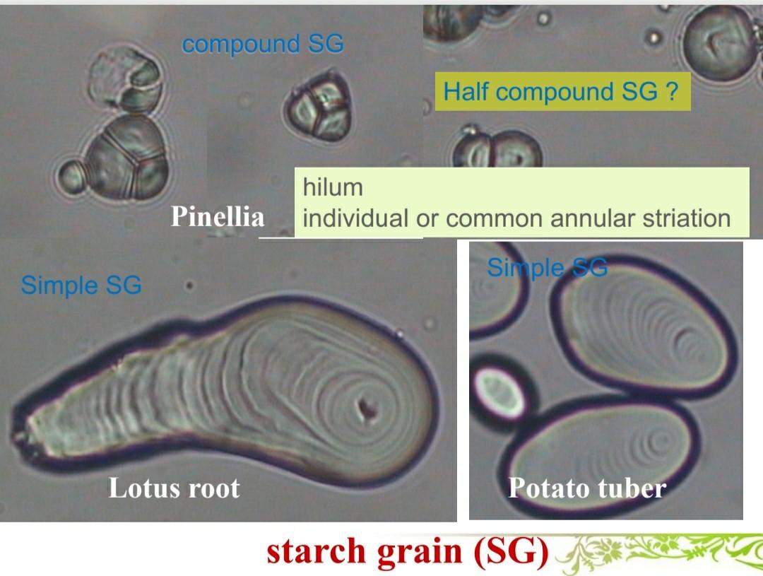 Solved Draw the starch grain of potato tuber or lotus root, | Chegg.com