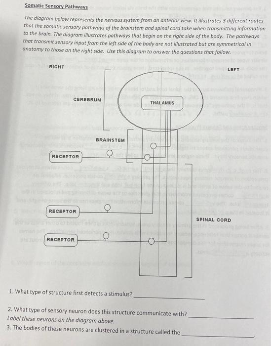 Somatic Sensory Pathways The diagram below represents | Chegg.com