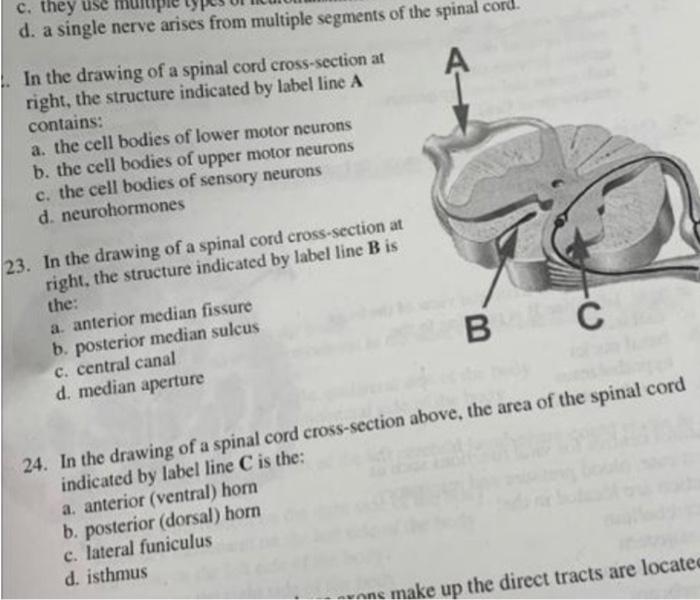 Solved c. they use musupe from multiple segments of the | Chegg.com