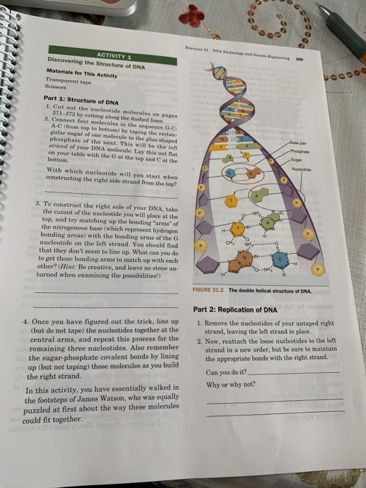 Solved ACTIVITY 1 Discovering the Structure of DNA Materials | Chegg.com