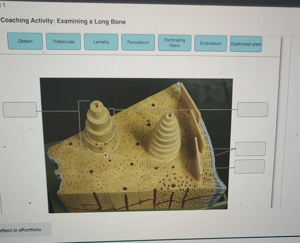 Solved Coaching Activity: Examining a Long Bone Osteon | Chegg.com