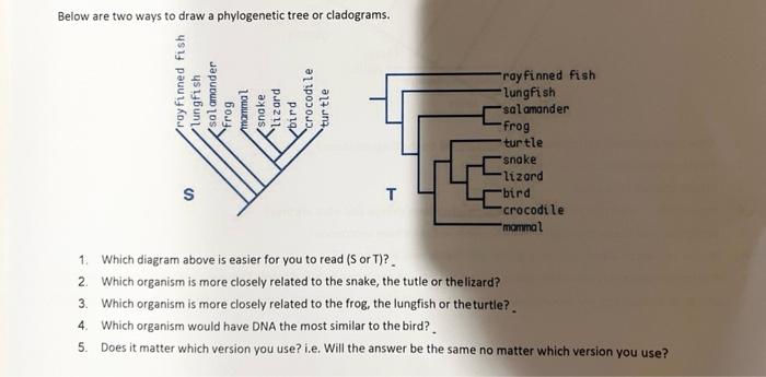 Solved Below are two ways to draw a phylogenetic tree or | Chegg.com