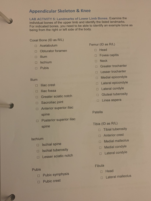 Appendicular Skeleton & Knee LAB ACTIVITY 5: | Chegg.com