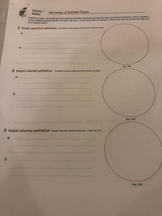 Solved Activity 1 Slides Microscopy of Epithelial Tissues | Chegg.com