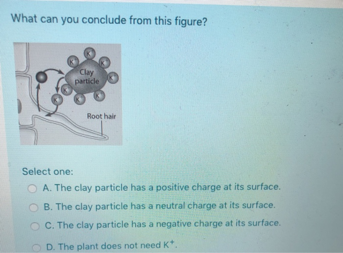 Solved What can you conclude from this figure? Clay particle | Chegg.com