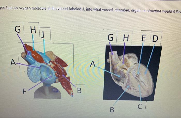 Solved If you had an oxygen molecule in the vessel labeled | Chegg.com